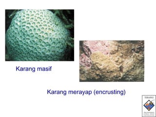 Terumbu Karang - Untuk Siswa | PPT
