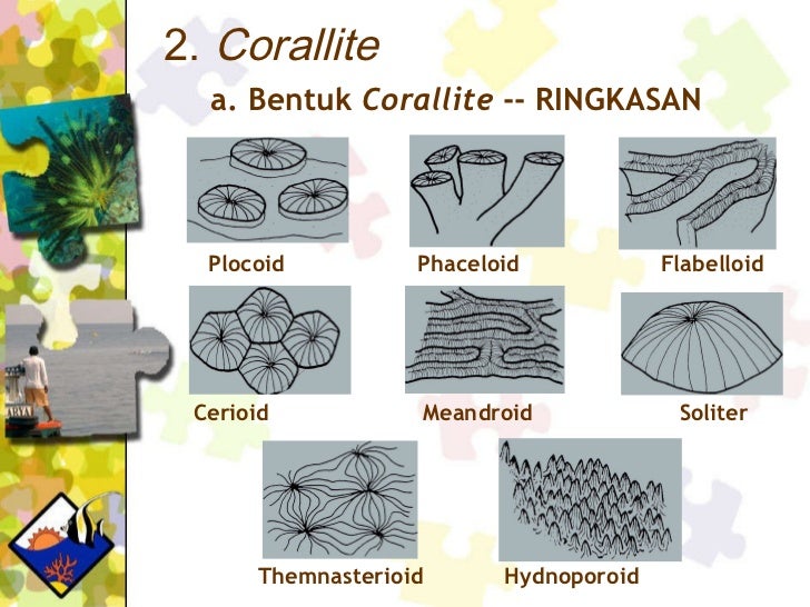 Pengenalan Genus-Genus Karang
