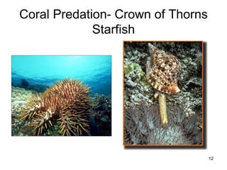 Coral Reef Interactions | PPT