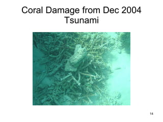 Coral Reef Interactions | PPT