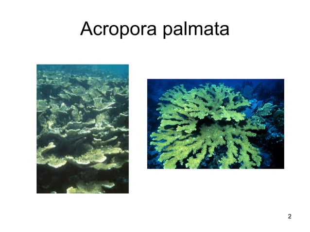 Coral Reef Interactions | PPT