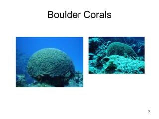 Coral Reef Interactions | PPT