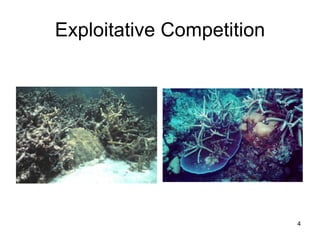 Coral Reef Interactions | PPT