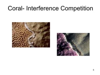 Coral Reef Interactions | PPT