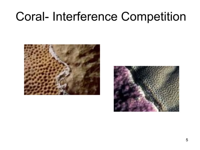 Coral Reef Interactions | PPT