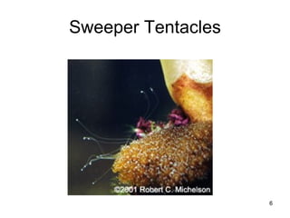 Coral Reef Interactions | PPT