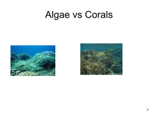 Coral Reef Interactions | PPT