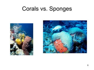 Coral Reef Interactions | PPT