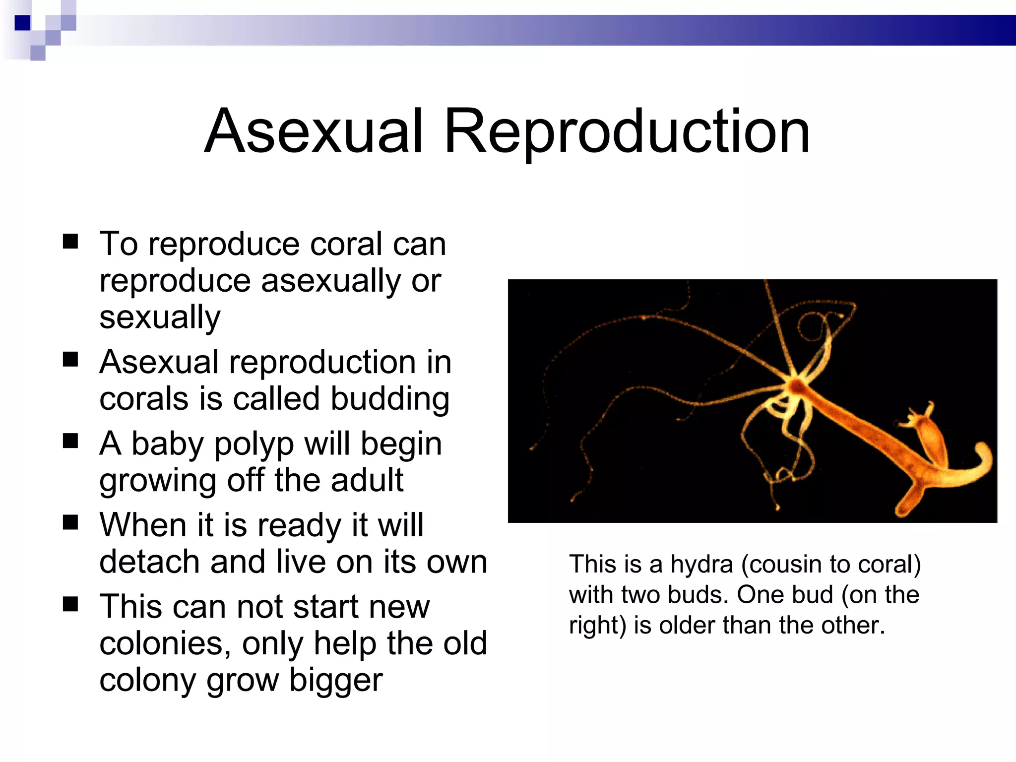 Coral Reef Ecosystem - Background Information | PPT
