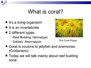 Coral Reef Ecosystem - Background Information | PPT