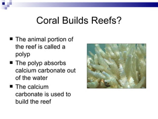 Coral Reef Ecosystem - Background Information | PPT