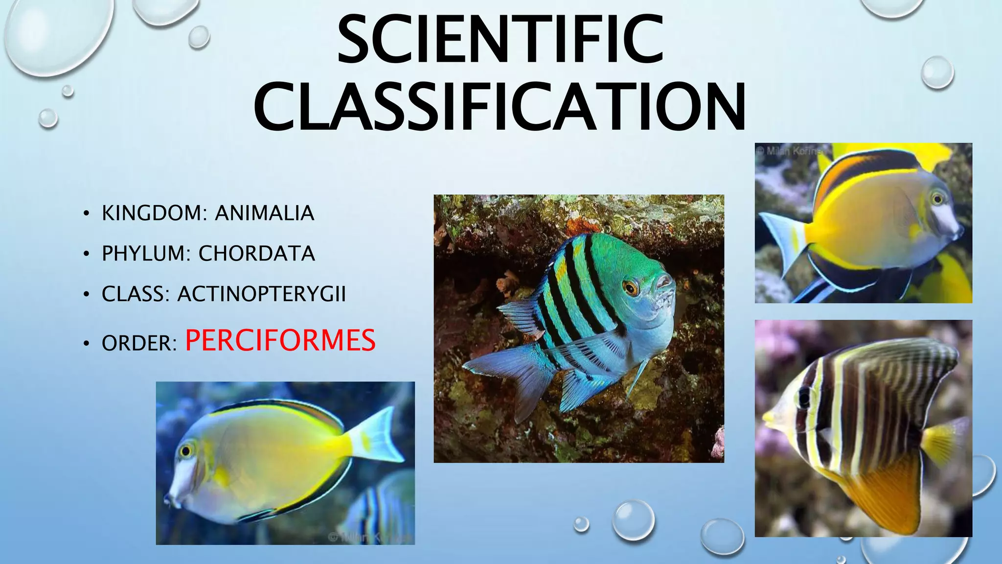 Coral reef main groups of fishes | PPTX