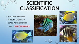 Coral reef main groups of fishes | PPTX