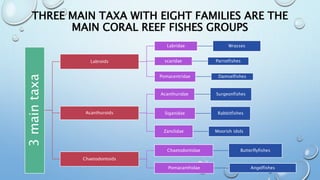 Coral reef main groups of fishes | PPTX