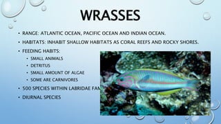 Coral reef main groups of fishes | PPTX