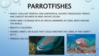 Coral reef main groups of fishes | PPTX