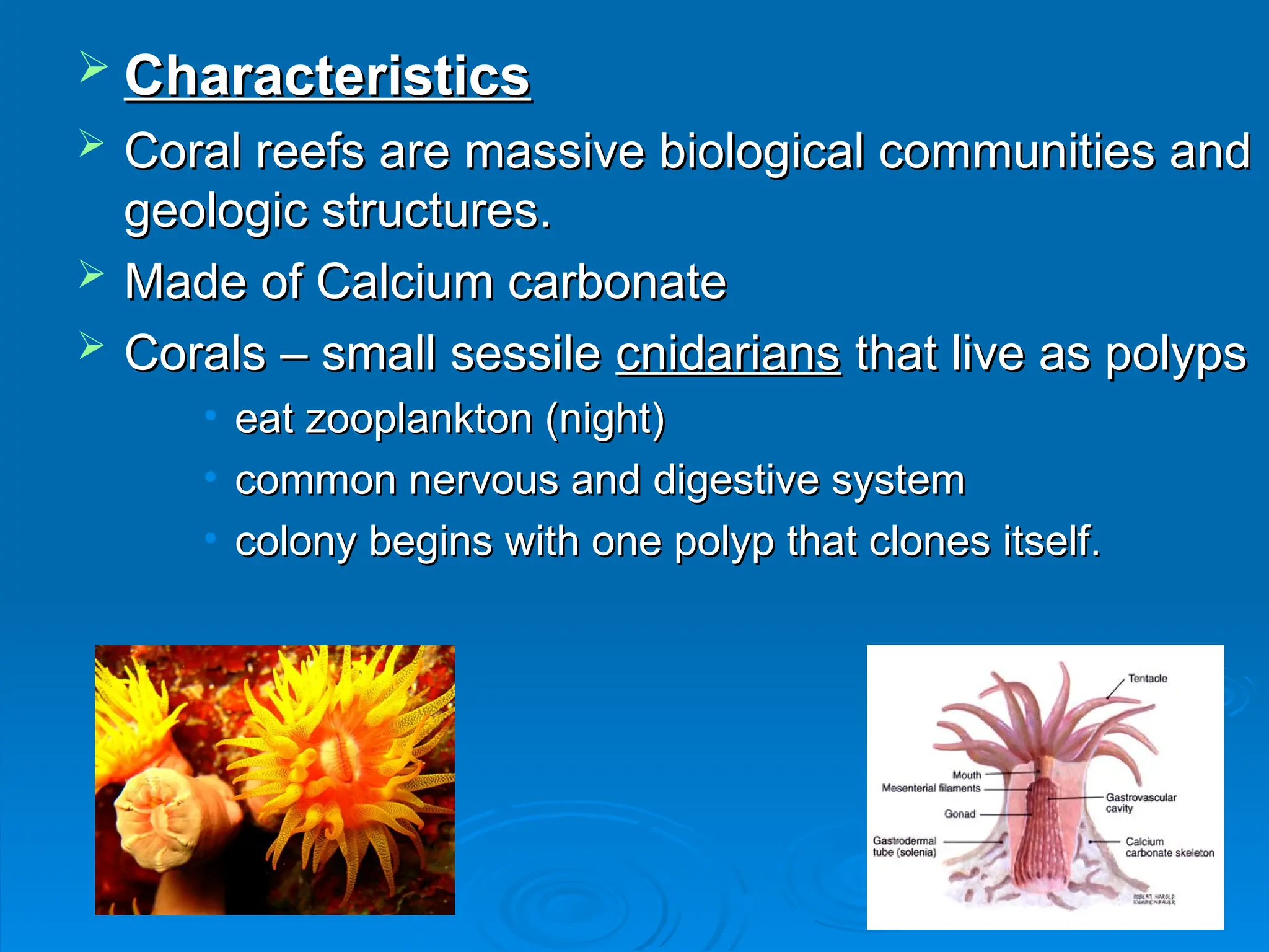 Corals and coral reefs powerpoint presentation | PPT