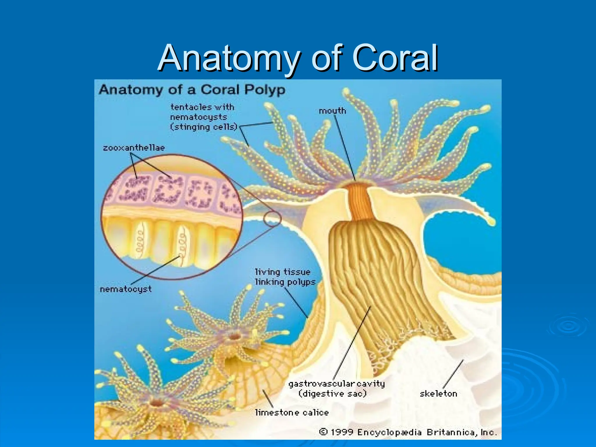 Corals and coral reefs powerpoint presentation | PPT