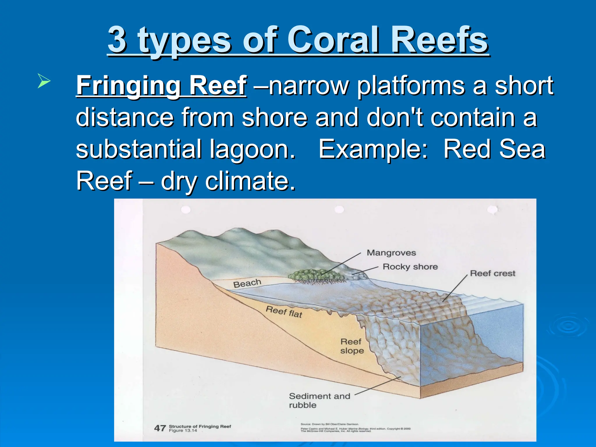 Corals and coral reefs powerpoint presentation | PPT