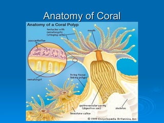 Corals and coral reefs powerpoint presentation | PPT