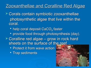 Corals and coral reefs powerpoint presentation | PPT