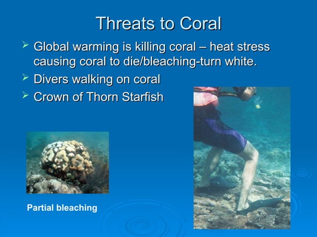 Corals and coral reefs powerpoint presentation | PPT | Geography | Science