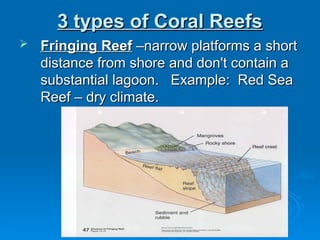 Corals and coral reefs powerpoint presentation | PPT