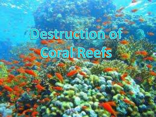 Coral reef powerpoint annie and morgan | PPT