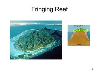 Coral Reefs | PPT