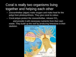 Coral Reefs and Sustainable Management | PPT
