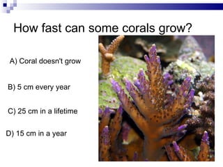 Coral reefs | PPT