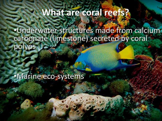Coral reefs | PPT