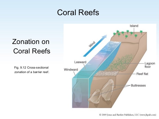 Coral reefs