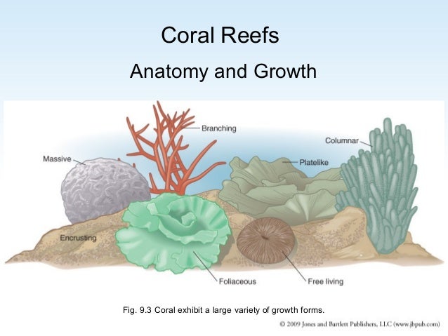 Coral reefs