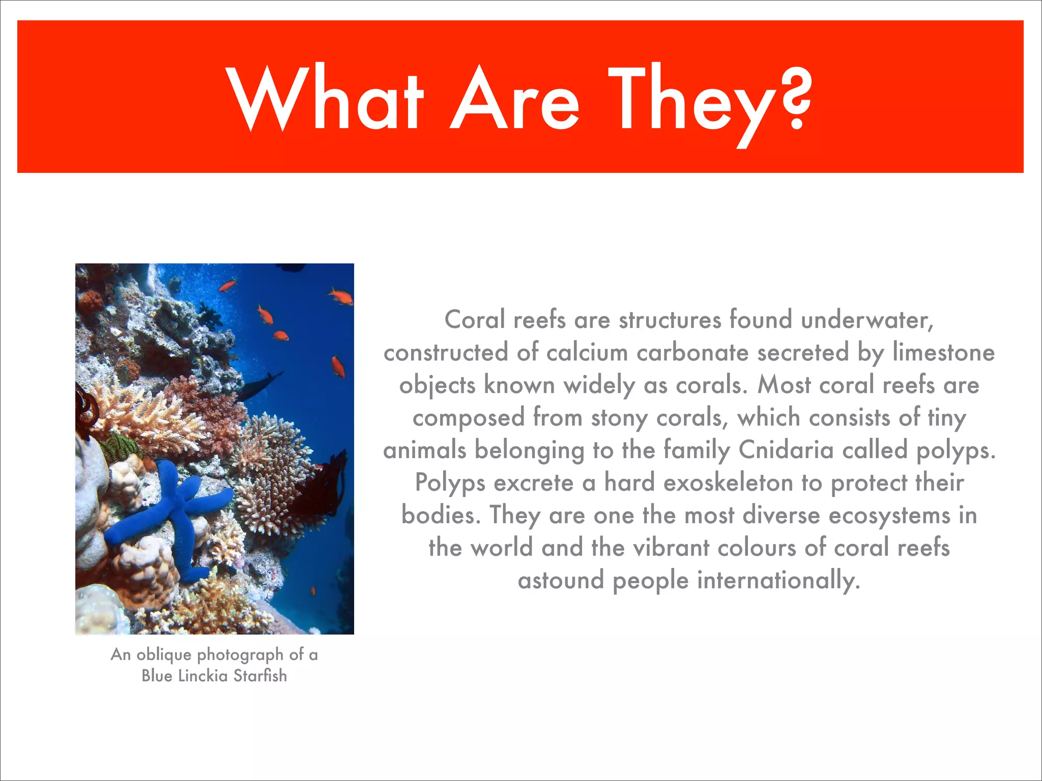 Coral Reefs | PDF