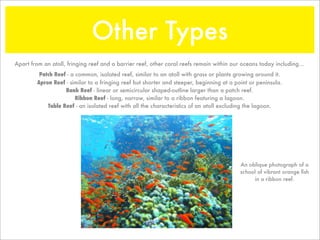 Coral Reefs | PDF