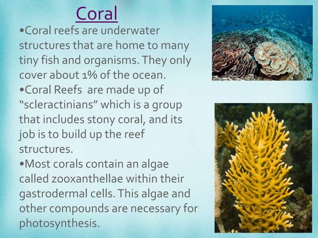 Coral Reefs | PPT