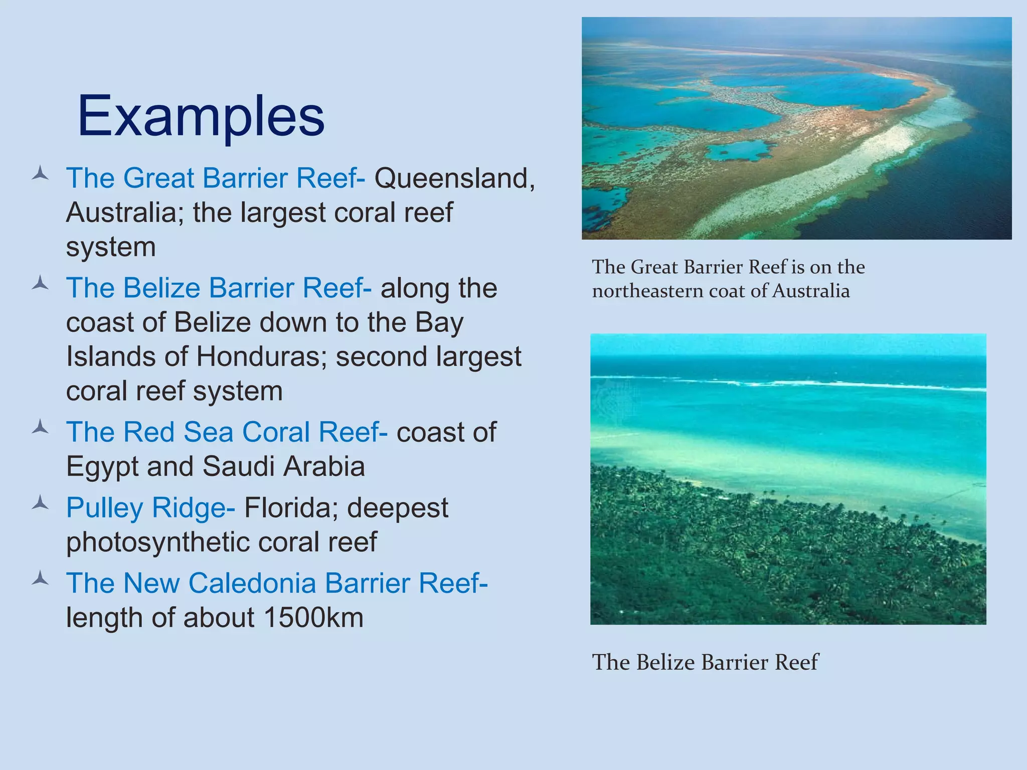 Coral reefs | PPT