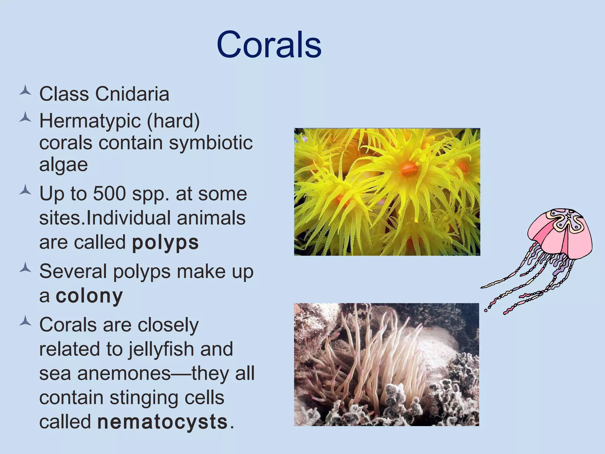 Coral reefs | PPT