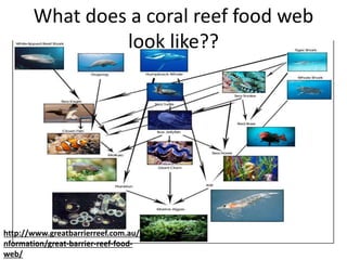 Coral Reef Food Web