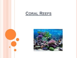 Coral reefs | PPT