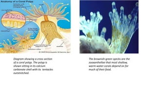 Coral reefs | PPTX