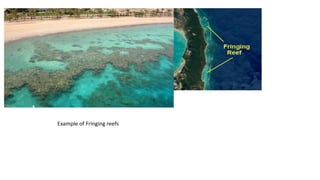 Coral reefs | PPTX | Geology | Science