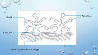 Coral reefs; an Introduction | PPTX