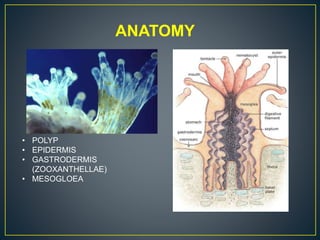 Coral reefs | PPTX