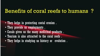 Coral reefs formation, development, facts, benefit to human and coral ...
