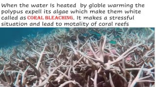 Coral reefs formation, development, facts, benefit to human and coral ...