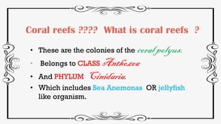 Coral reefs formation, development, facts, benefit to human and coral ...
