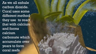 Coral reefs formation, development, facts, benefit to human and coral ...
