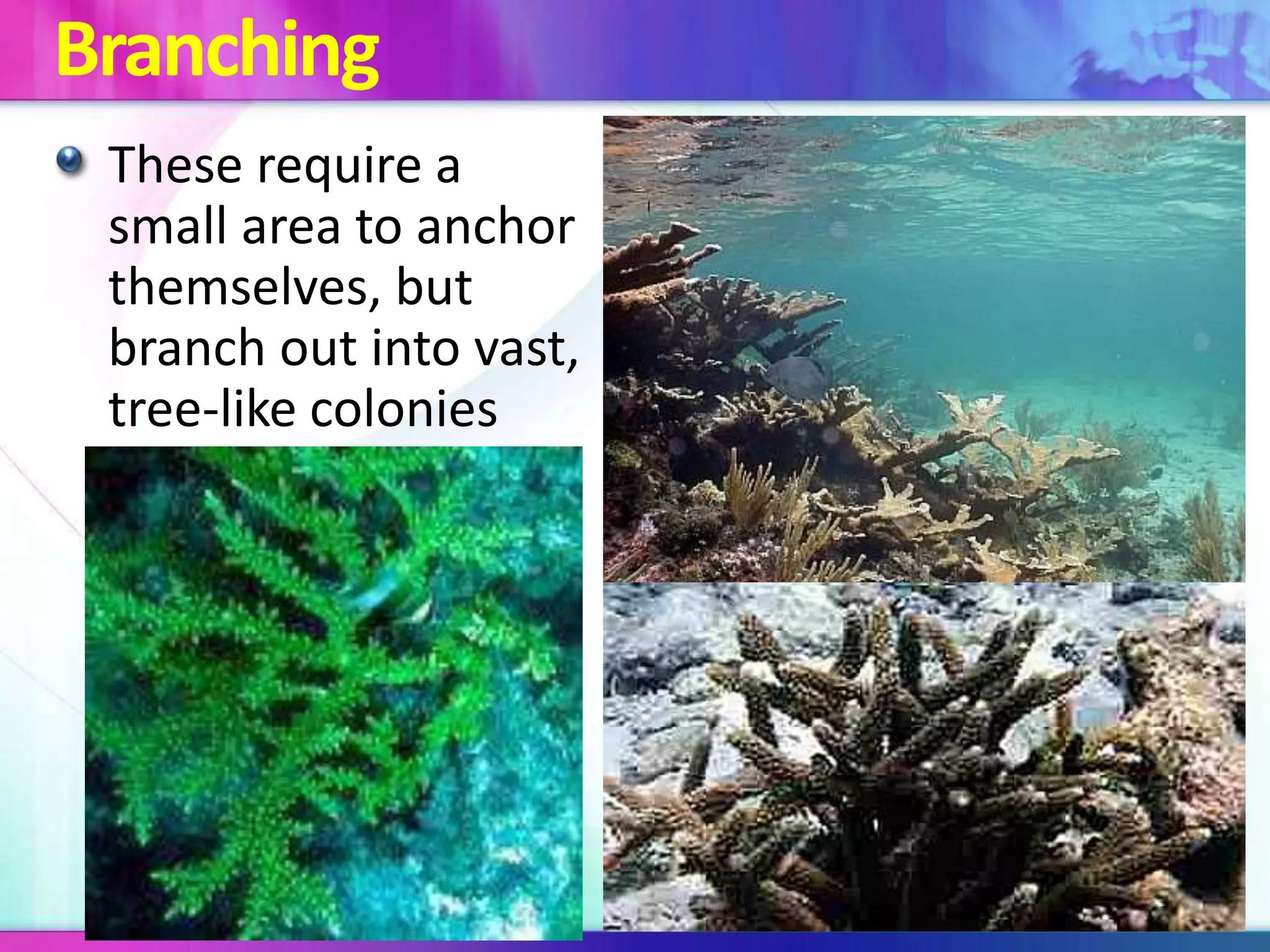 Coral reefs theory, types, formation | PPTX